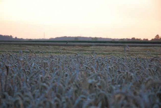 Managing copper deficiency in cereal crops - Top Crop ManagerTop Crop ...