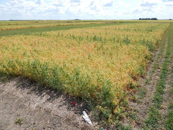 Optimizing field pea yield and protein - Top Crop ManagerTop Crop Manager Optimizing field pea yield and protein - Top Crop ManagerTop Crop Manager