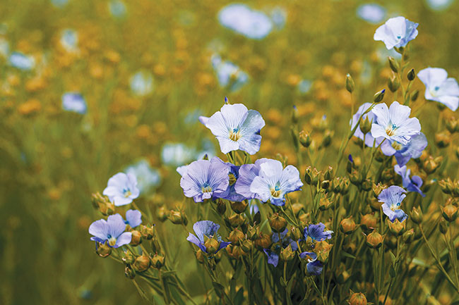 Microbial Efficiency Of Crop Residue Decomposition Top Crop