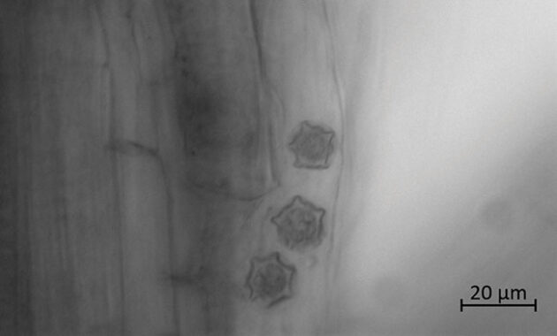 Shedding light on a microbial mystery - Top Crop ManagerTop Crop Manager